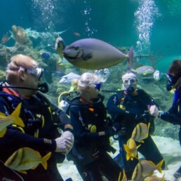 Shark Educational Dive - Skegness Aquarium Dive & Snorkelling Centre